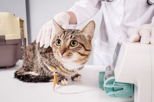 Dehydration In Cats: Symptoms, Causes, Diagnosis & Treatment - Cats.com