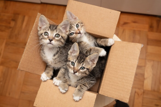 The Complete Guide To Fostering Cats - Cats.com