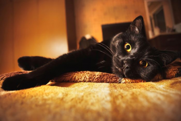 Why Is My Cat Staring At Me? Top 5 Reasons Explained