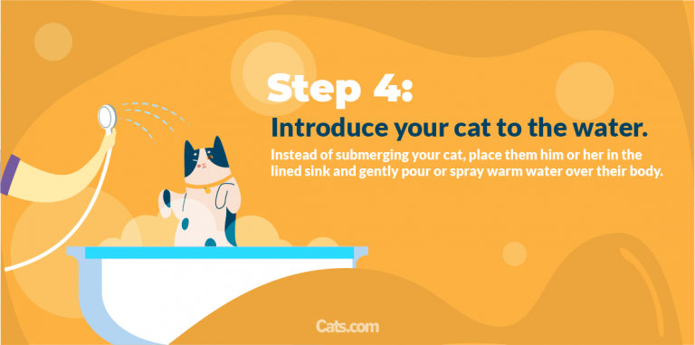 How to Bathe a Cat (A Step by Step Guide) - Cats.com
