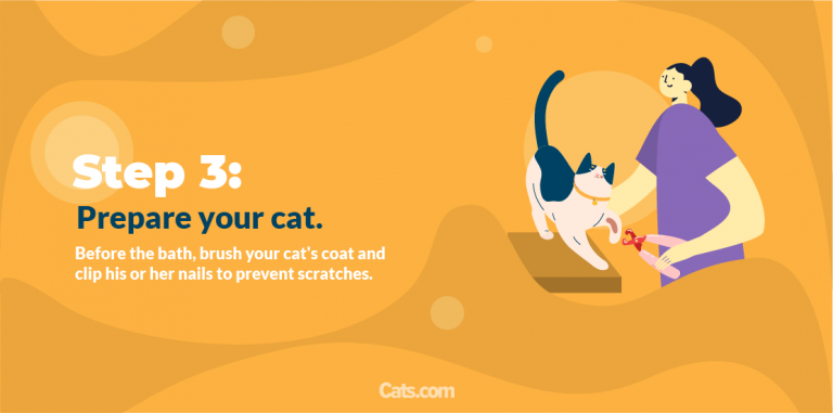 How to Bathe a Cat (A Step by Step Guide) - Cats.com