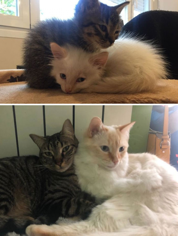 Cat Transformations: 20 Heart-Melting Before And After Adoption Photos ...