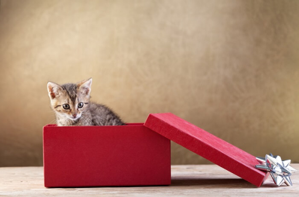 9 Unmistakable Signs Your Cat Loves You - Cats.com