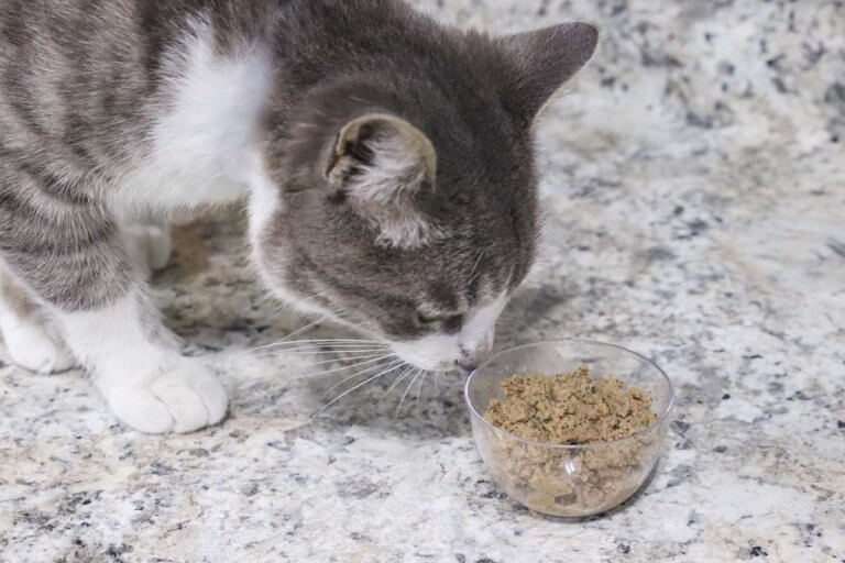 All About Vitamin E for Cats - Cats.com