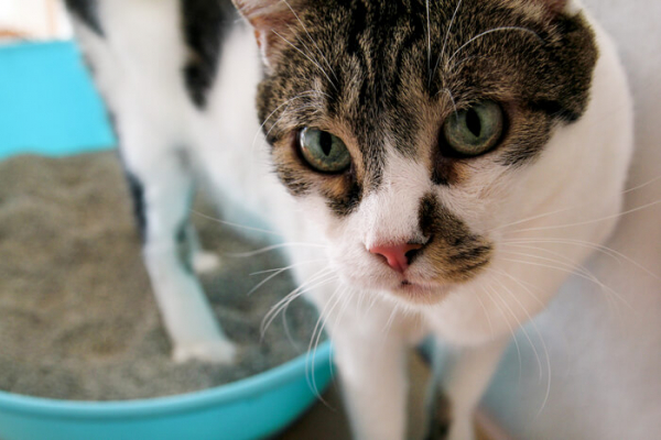 Why Does My Cat Scratch the Sides of the Litter Box - Cats.com