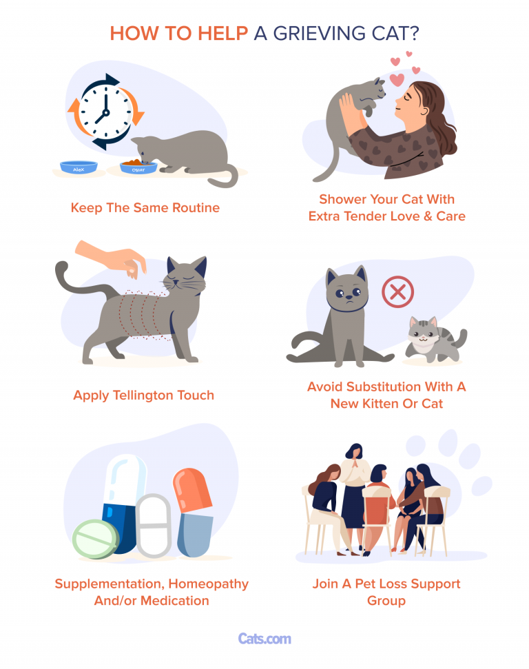 How To Help Cats Deal With Grief - Cats.com