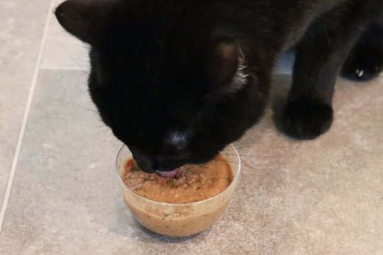 Cat Burping: What's Normal and What's Not - Cats.com