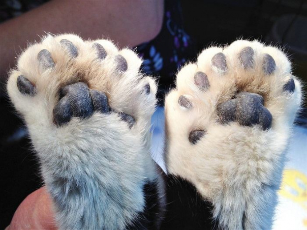 9 Things You Probably Didn't Know About Polydactyl Cats - Cats.com