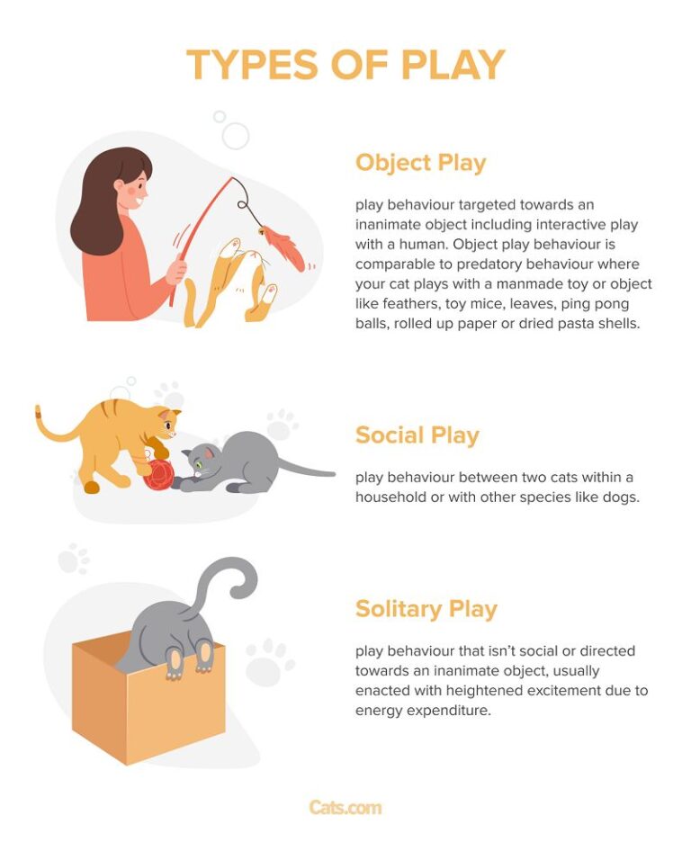 How To Play With a Cat According to a Cat Behaviorist - Cats.com