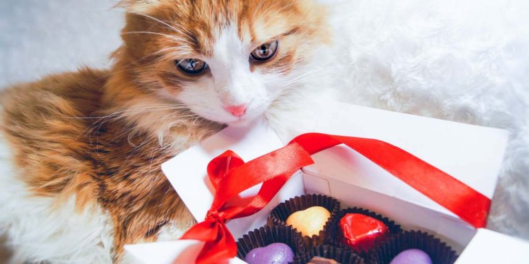 Chocolate Poisoning in Cats: Causes, Symptoms, & Treatment - Cats.com