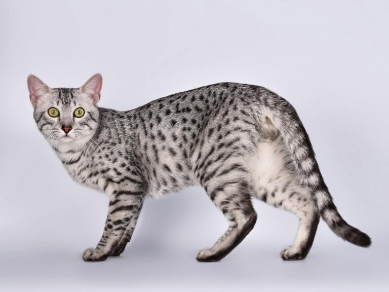 9 Gorgeous Grey Cat Breeds (With Pictures) - Cats.com