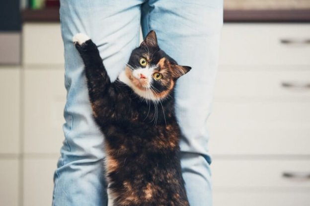 Cat Back Legs Collapsing: Causes, Symptoms, and Treatment - Cats.com