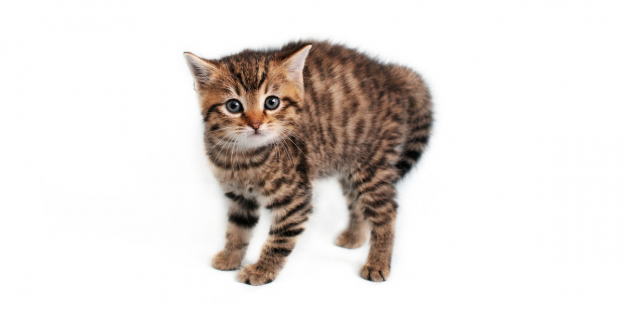 150 Best Latin Names for Male & Female Cats With Meanings - Cats.com