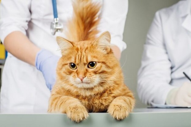 Fluoxetine for Cats: Overview, Dosage & Side Effects - Cats.com