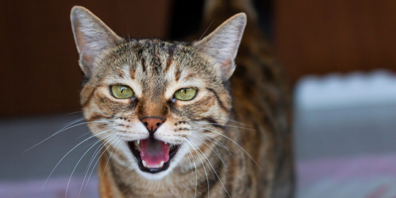 What Is Caterwauling and Why Do Cats Do It? - Cats.com