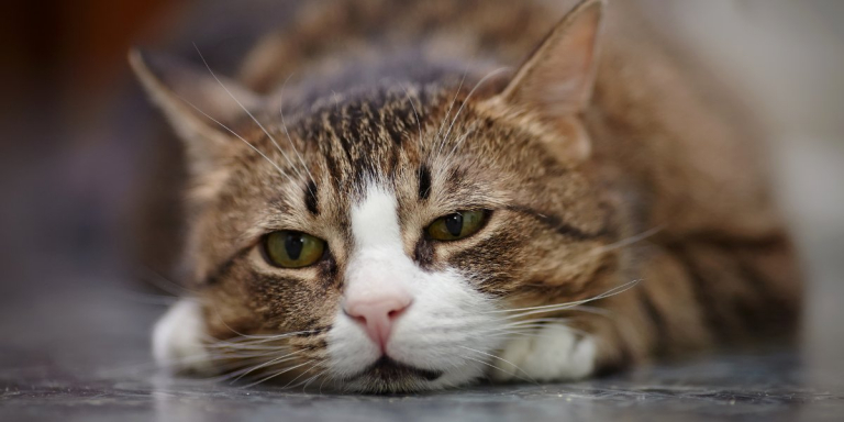 How to Help a Cat With Separation Anxiety - Cats.com