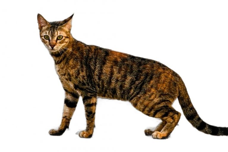 8 Majestic Egyptian Cat Breeds (Pictures Included) - Cats.com