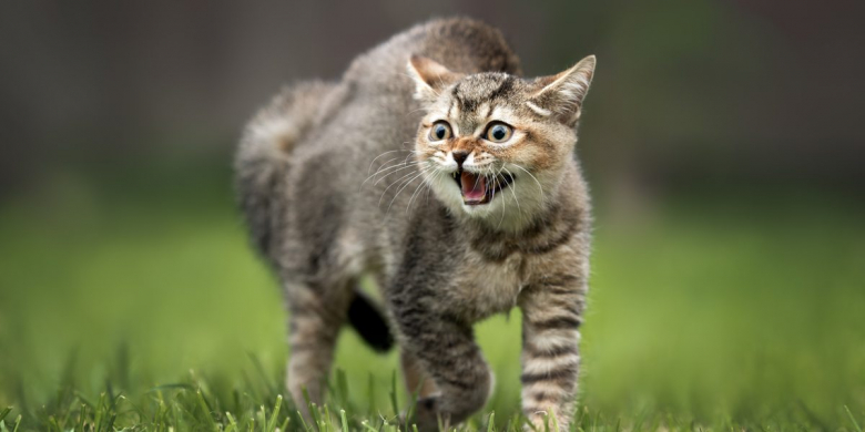Why Do Cats Hiss & What You Need To Know - Cats.com