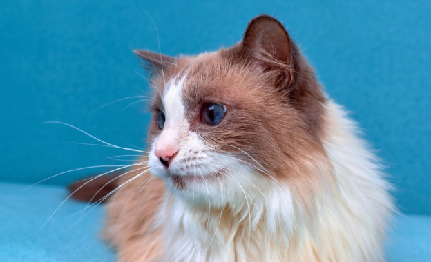 Skin Cancer In Cats: Causes, Symptoms, & Treatment - Cats.com