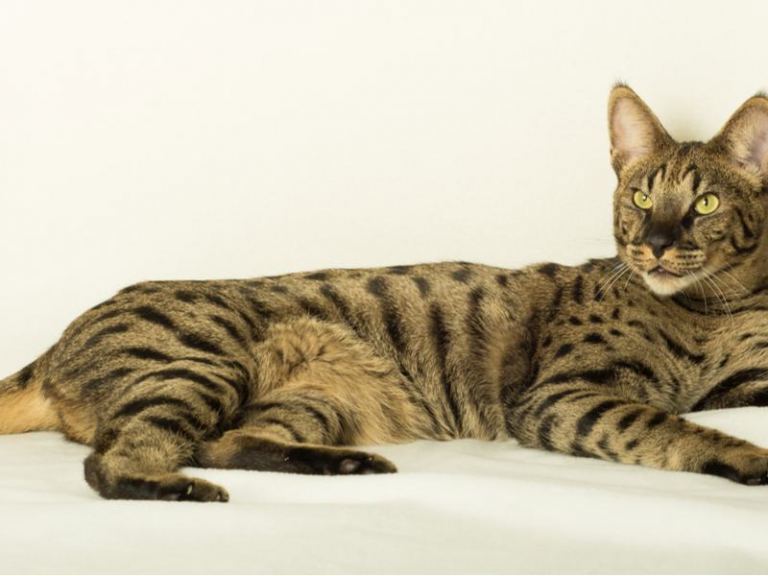 Savannah Cat Breed: Size, Appearance & Personality