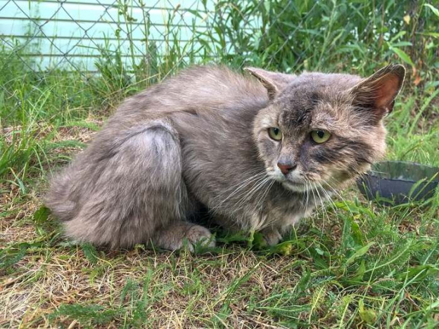 How To Nurse a Starving Cat in 6 Simple Steps - Cats.com