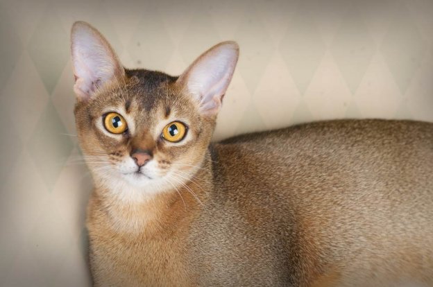 Identifying the 5 Types of Tabby Cat Markings