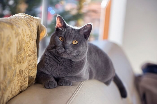 9 Gorgeous Grey Cat Breeds (With Pictures) - Cats.com