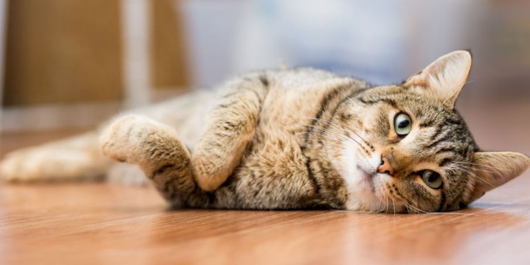 Identifying the 5 Types of Tabby Cat Markings