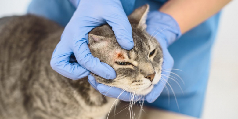 Ringworm in Cats: Causes, Symptoms, & Treatment - Cats.com