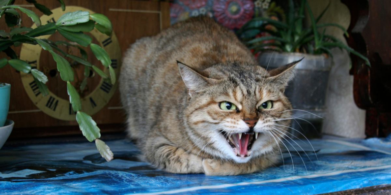 5 Visual Signs of a Stressed Cat and 8 Ways To Help - Cats.com