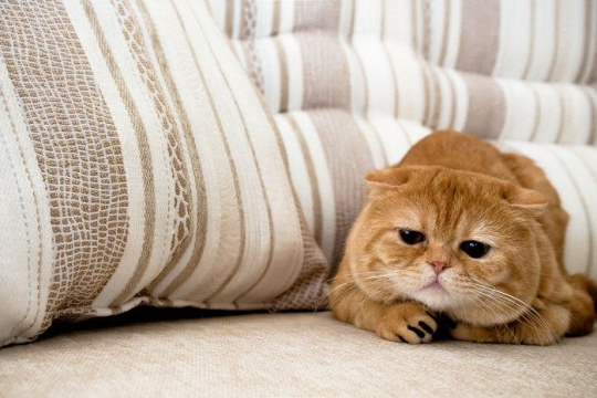 8 Gorgeous Orange Cat Breeds That Make Great Pets (With Pictures ...