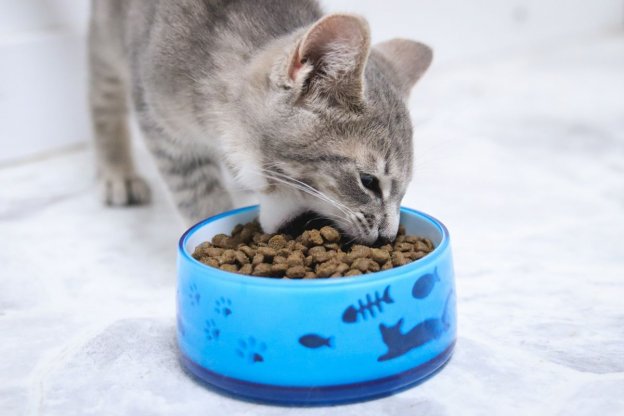 How to Kitten-Proof Your Home in 12 Simple Steps - Cats.com