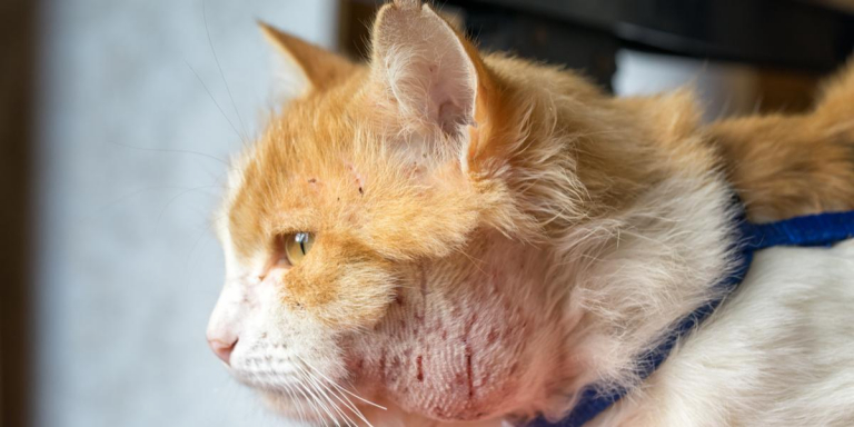 Enlarged Lymph Nodes (Lymphadenopathy) In Cats: Causes, Symptoms, and ...