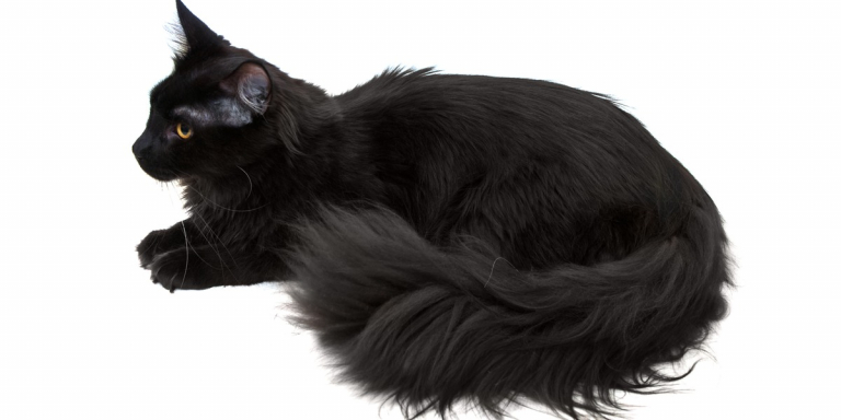 11 Stunning Black Cat Breeds That Deserve a Place in Your Heart - Cats.com