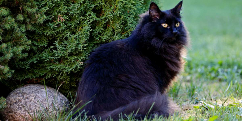11 Stunning Black Cat Breeds That Deserve a Place in Your Heart - Cats.com