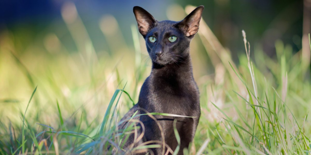 11 Stunning Black Cat Breeds That Deserve a Place in Your Heart - Cats.com