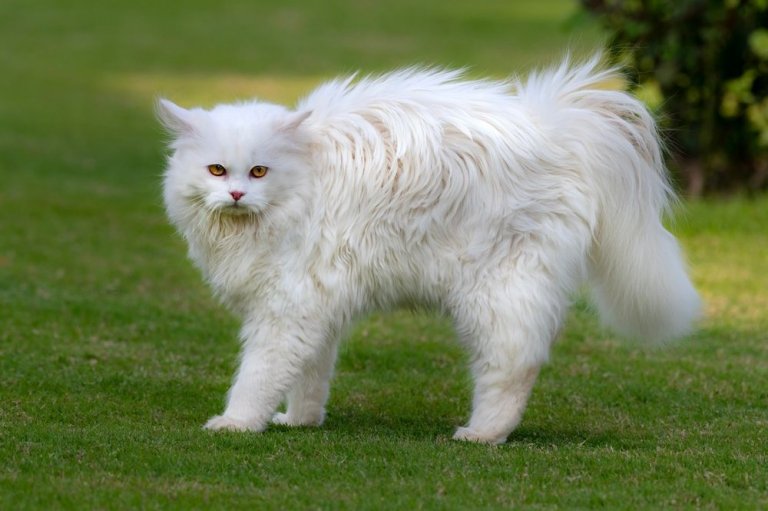 15 Beautiful White Cat Breeds With Pictures - Cats.com