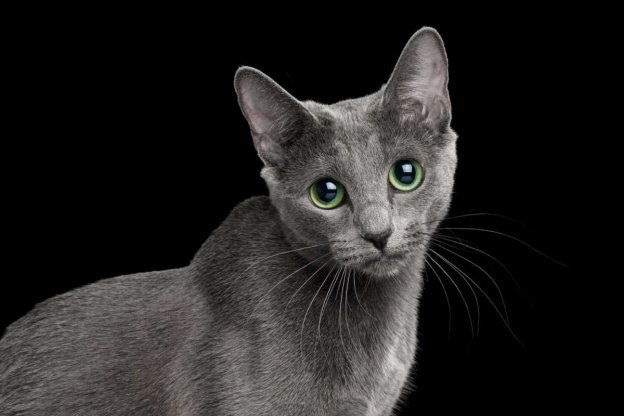 12 Rare Coat Colors and Patterns in Cats - Cats.com