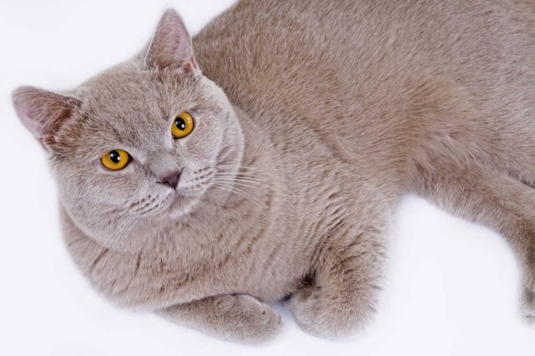 12 Rare Coat Colors and Patterns in Cats - Cats.com