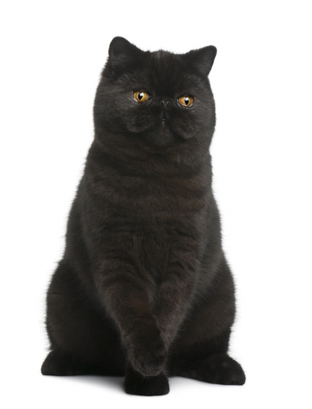 11 Stunning Black Cat Breeds That Deserve a Place in Your Heart - Cats.com