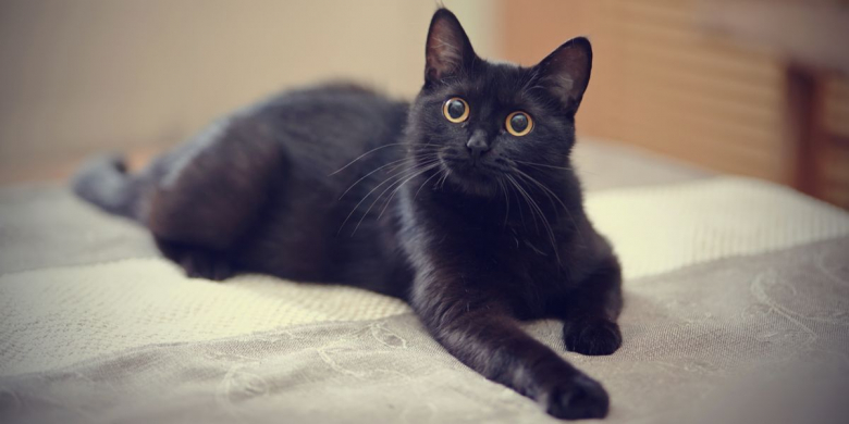 10 Stunning Black Cat Breeds That Deserve A Place In Your Heart - Cats.com