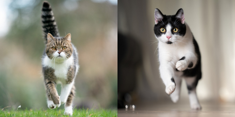 How Fast Can a Cat Run? - Cats.com