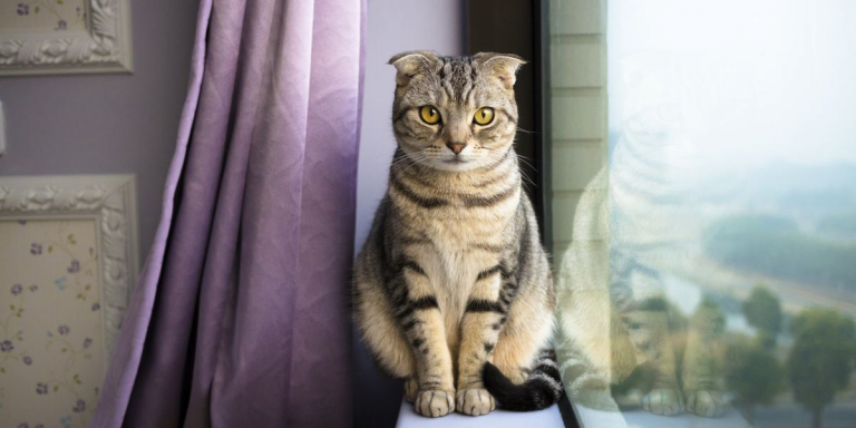 12 Best Indoor Cat Breeds For Homebodies - Cats.com