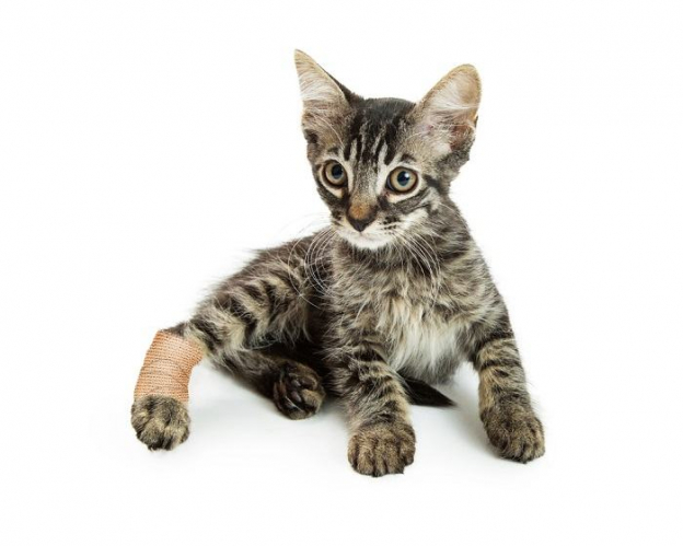 Radial Hypoplasia In Cats: Causes, Symptoms, and Treatment - Cats.com