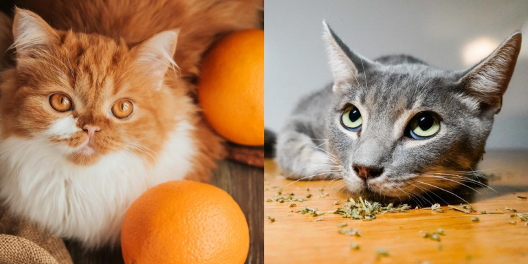 21 Life Hacks for Cat Owners