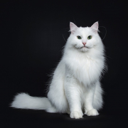 14 Beautiful White Cat Breeds With Pictures - Cats.com