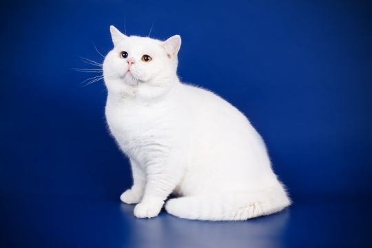 15 Beautiful White Cat Breeds With Pictures - Cats.com