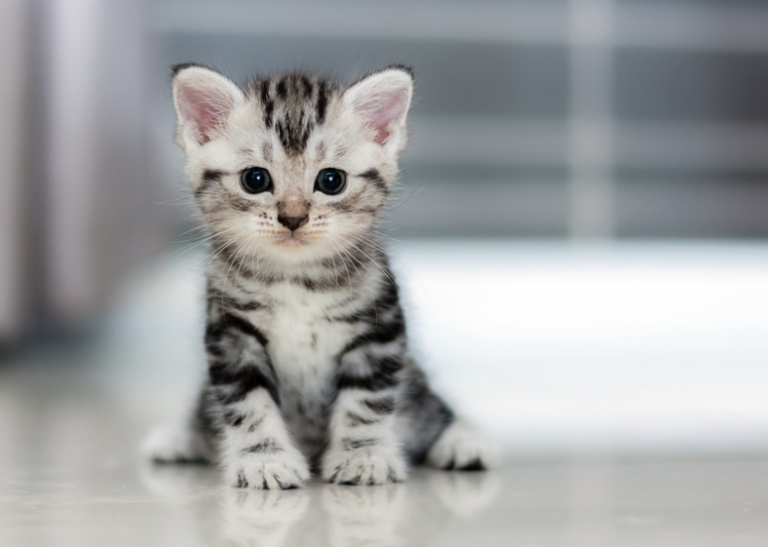 8 Purrfect Cat Breeds With Stripes