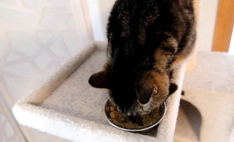 5 Best Fresh Cat Food Meal Delivery Services 2024 - Cats.com