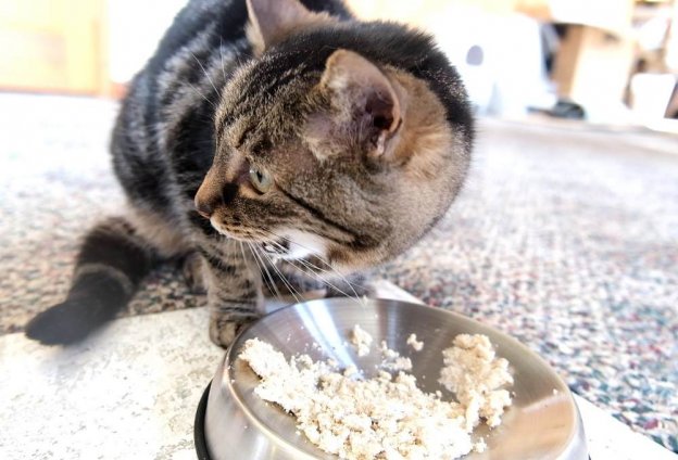 7 Best Fresh Cat Food Meal Delivery Services in 2026 - Cats.com